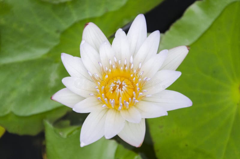White Lotus Flower on Lotus Leaves Stock Image - Image of flower ...