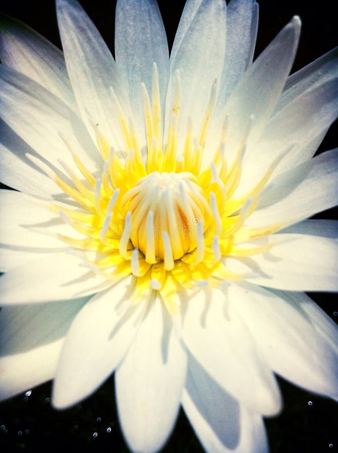 White lotus stock photo. Image of pollen, lotus, flower - 42719930