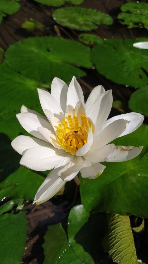 White Lotus Flowers are Full of the Cool Freshness Stock Photo - Image ...