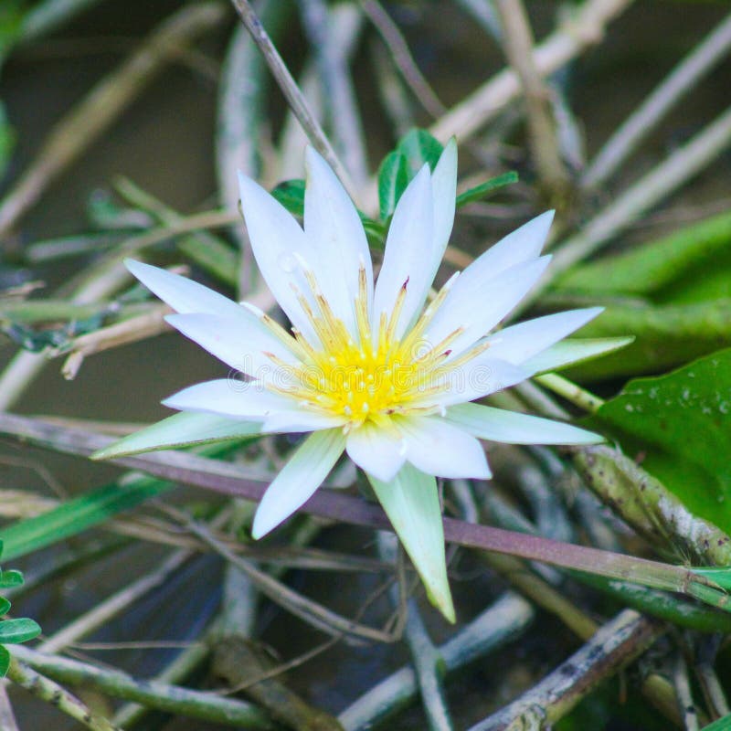 White Lotus Flowers in the Middle of the Swamp Stock Photo - Image of ...
