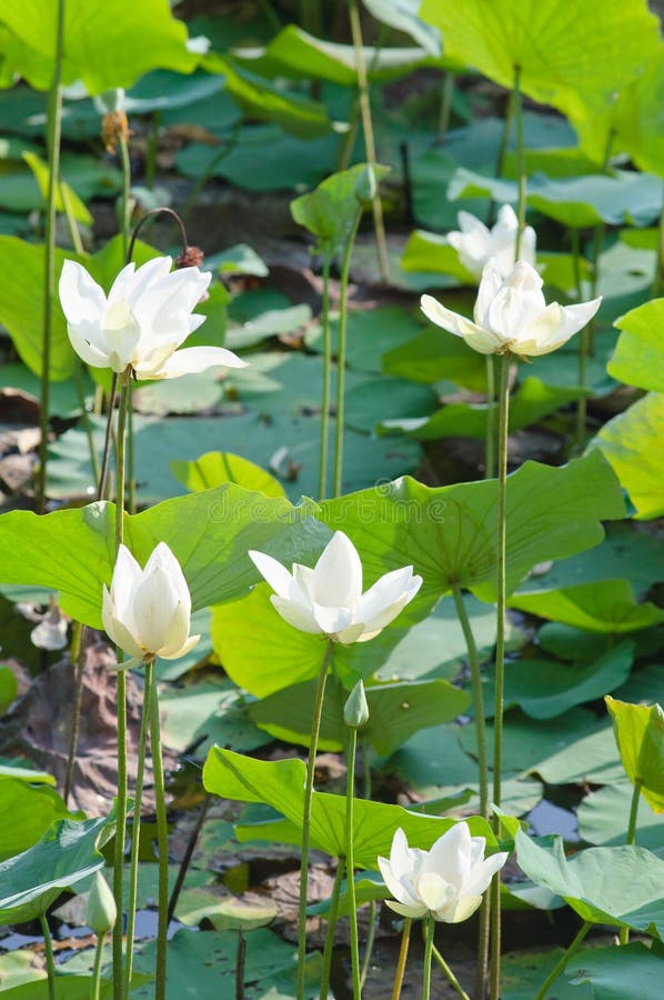 White Lotus and Green Leaf Background Stock Photo - Image of float ...