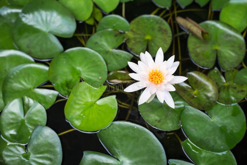 White Lotus with Green Leaf in Water Pond, Top View Stock Image - Image ...
