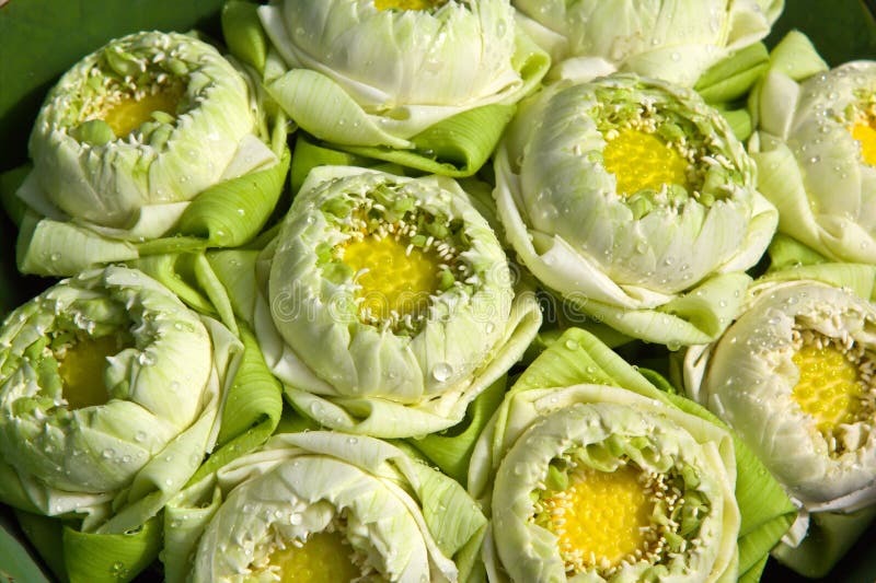 White lotus stock photo. Image of beautiful, leaf, colorful - 31721366