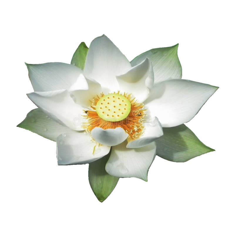 White lotus isolate stock image. Image of creativity - 38344181
