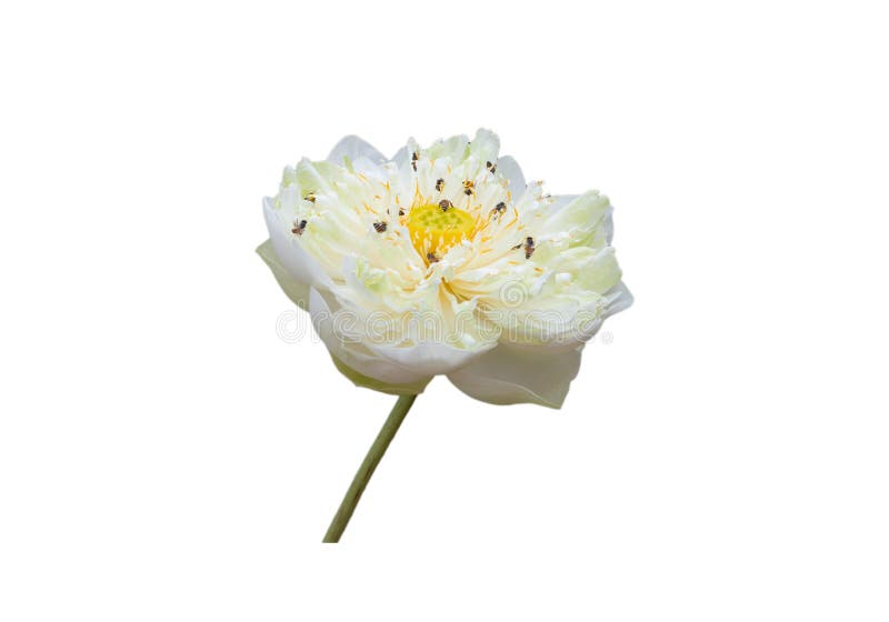 White Lotus Isolated on White Background Stock Photo - Image of ...
