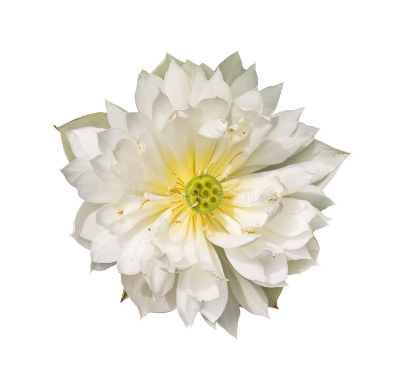White Lotus on Isolated White Stock Image - Image of lily, blossom ...