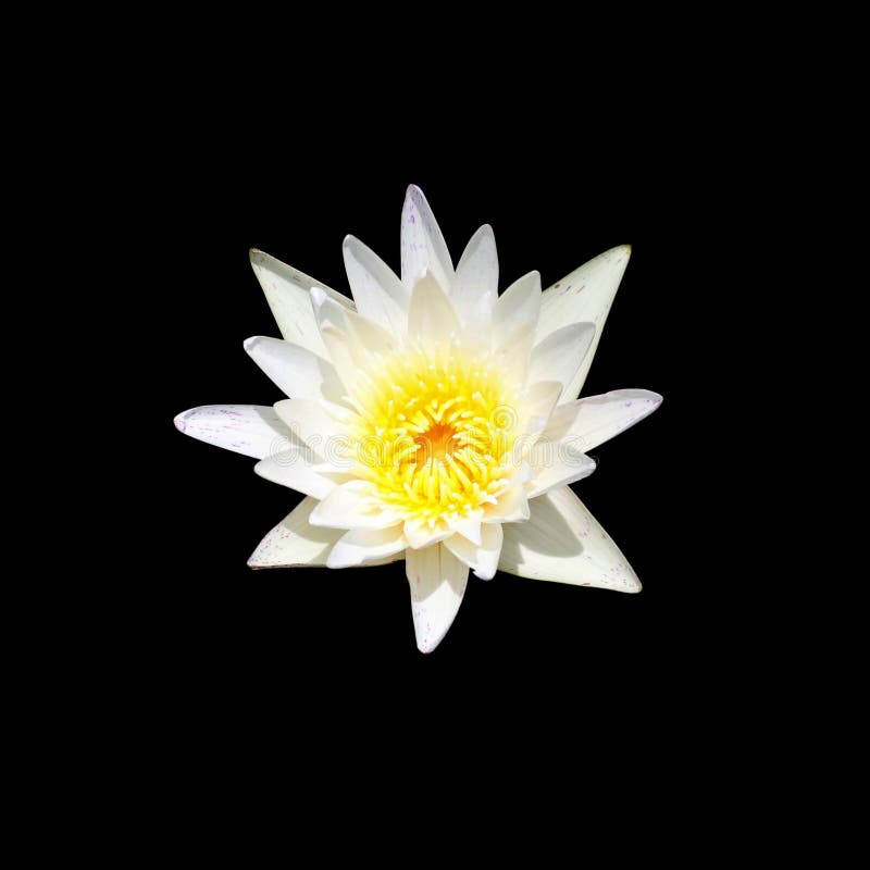 Isolated Lotus flowers stock image. Image of amazonian - 15773863