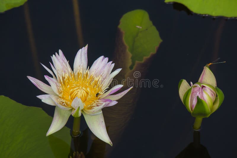 White Lotus with the Leaf Background Stock Image - Image of background ...