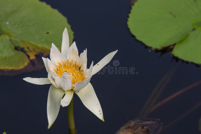 White Lotus with the Leaf Background Stock Photo - Image of natural ...