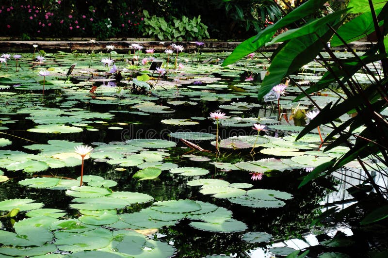 White Lotus leaf in lake stock image. Image of nature - 230731795