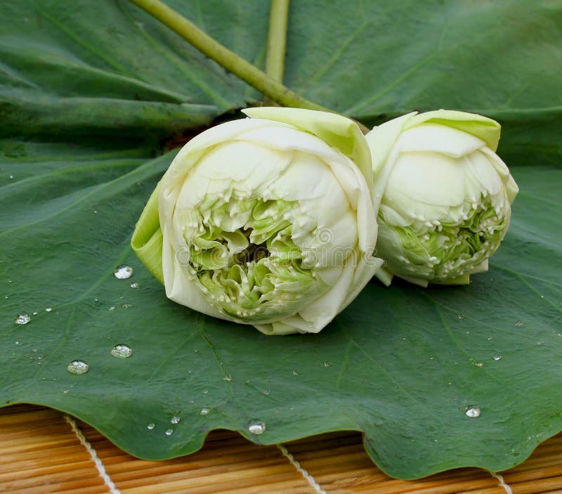 White lotus on the leaf stock image. Image of detail - 59676355