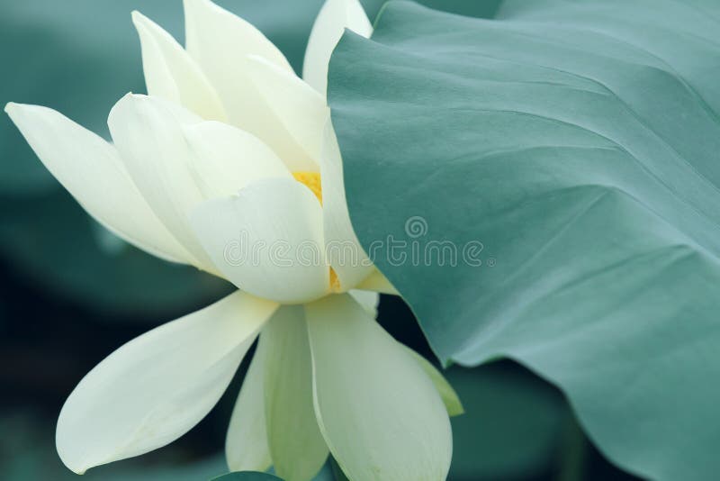 White lotus and leaf stock photo. Image of line, background - 119928756