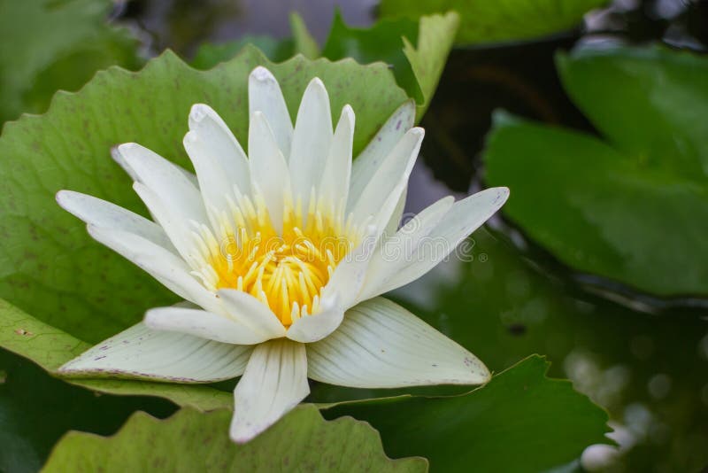 The White Lotus with the Leaf Stock Photo - Image of lotus, petal: 99597148