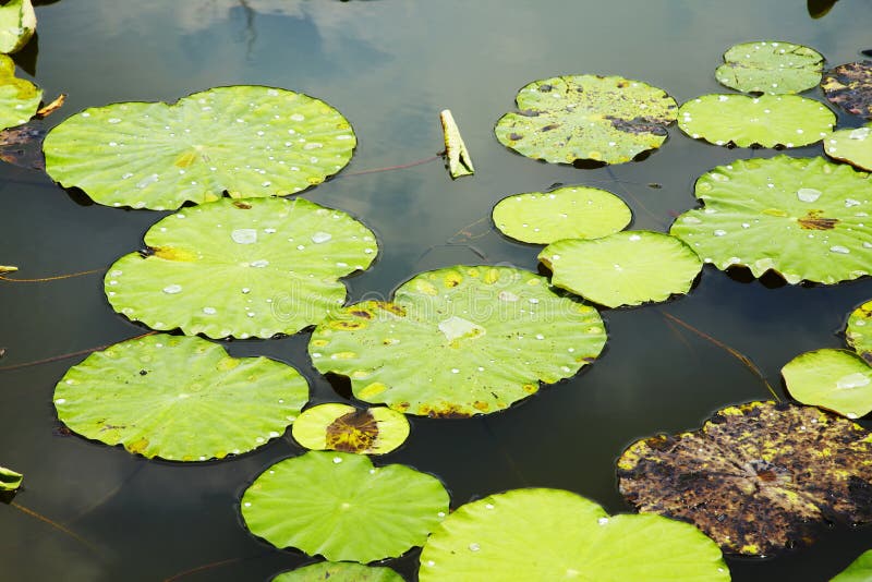 White Lotus and Leaf on Water Stock Photo - Image of water, lake: 45955160