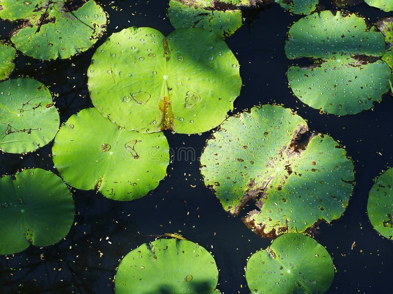 White Lotus and Leaf on Water Stock Photo - Image of asian, lilly: 49977238