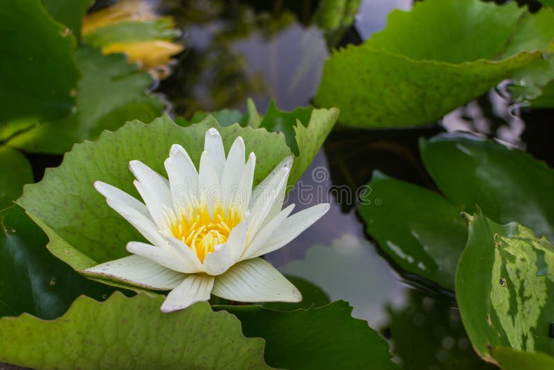 The White Lotus with the Leaf Stock Image - Image of lotus, botanic ...