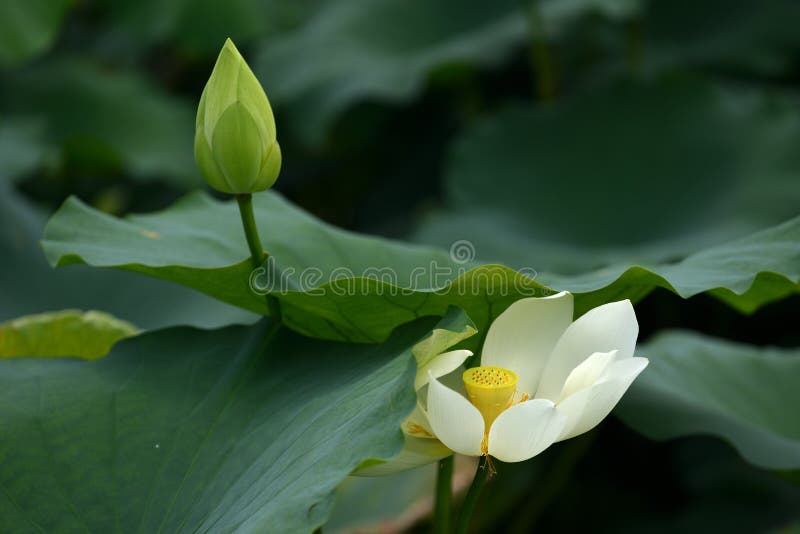 White lotus lily core Bulb stock photo. Image of herbaceous - 149931482