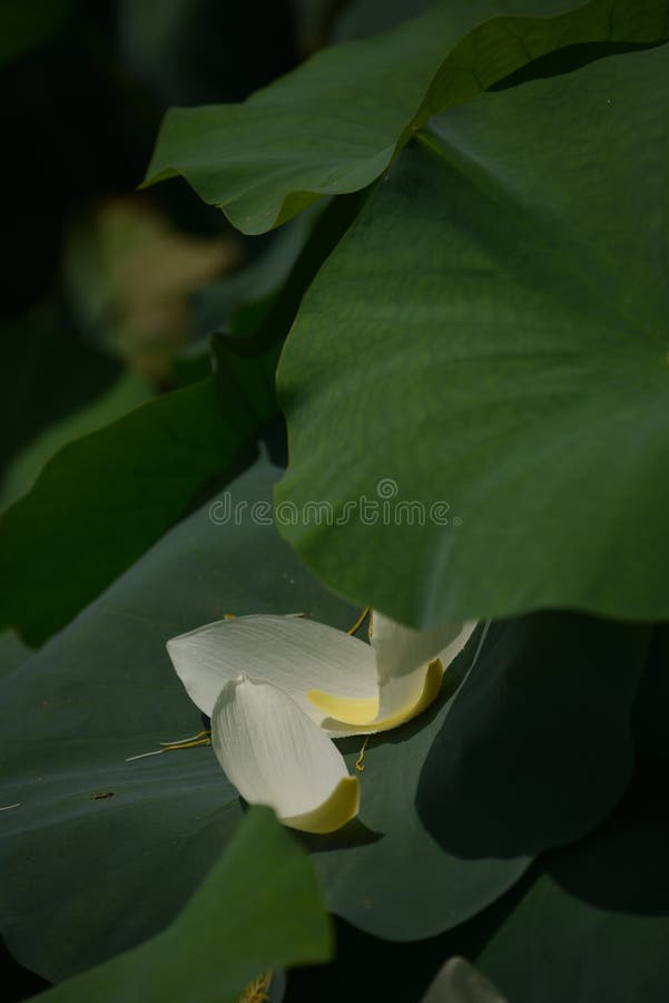 White Lotus Lily Core and Fallen Petal Stock Image - Image of bulbs ...
