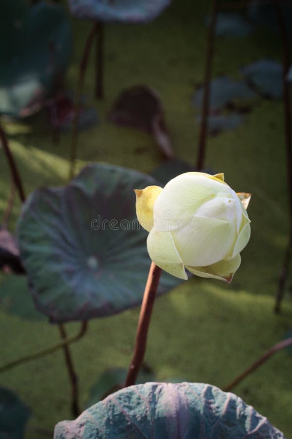 White lotus in the nature. stock photo. Image of nature - 60650490