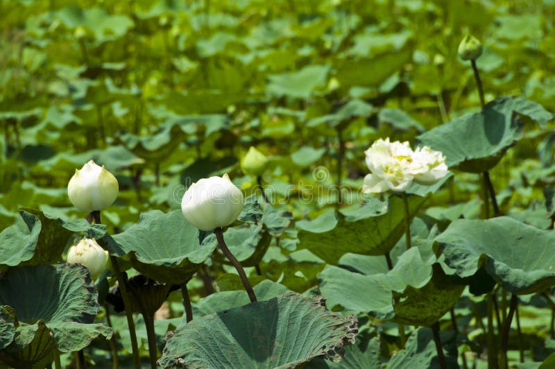 White lotus in nature. stock image. Image of pond, beautiful - 32295497