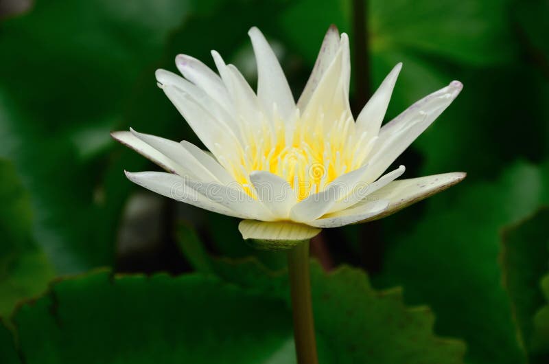 White Lotus.Nature River Thailand Stock Image - Image of macro, natural ...
