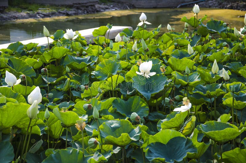 White lotus stock image. Image of marsh, biome, white - 39595201