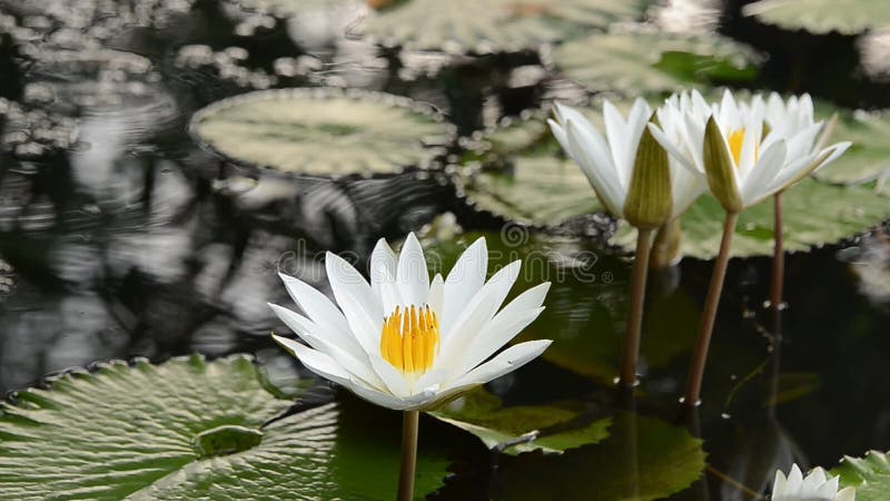 White Lotus Flower in the Morning Swaying in the Gentle Wind with Some ...