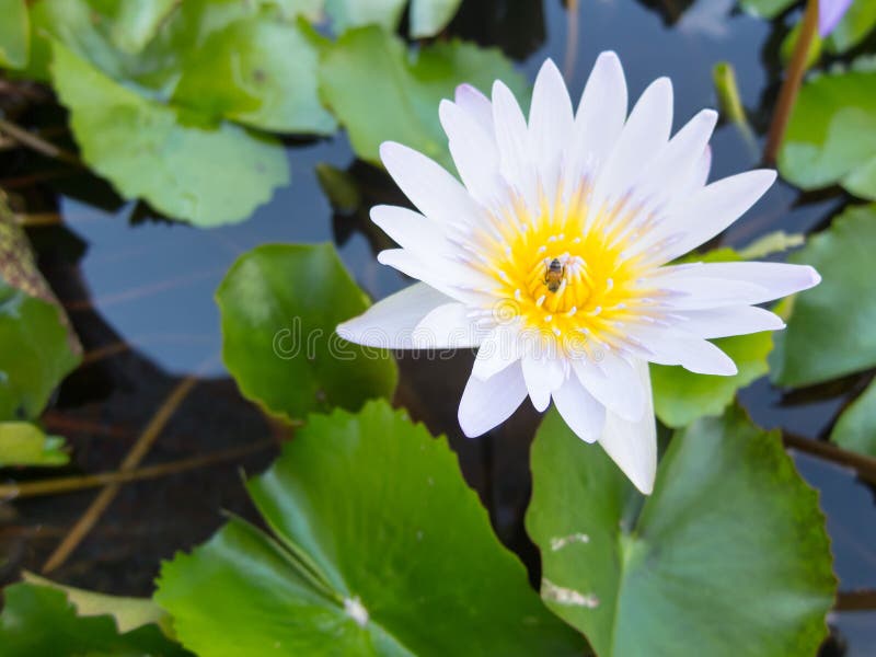White lotus in the pool stock photo. Image of flora - 176223304