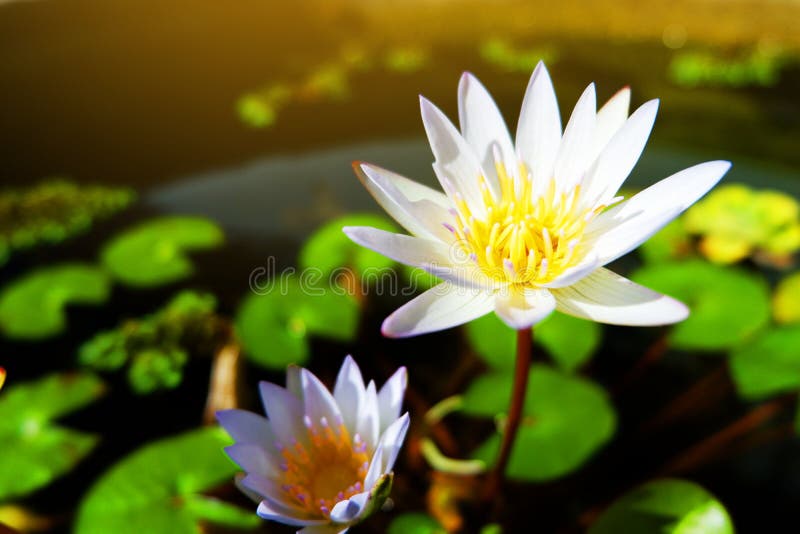 White lotus in pool stock image. Image of natural, lake - 189612551