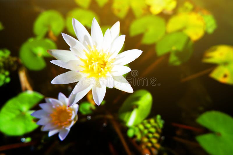 White lotus in pool stock photo. Image of exotic, isolated - 189612554