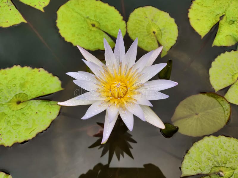 White Lotus in River Thailand Natural Stock Image - Image of thailand ...