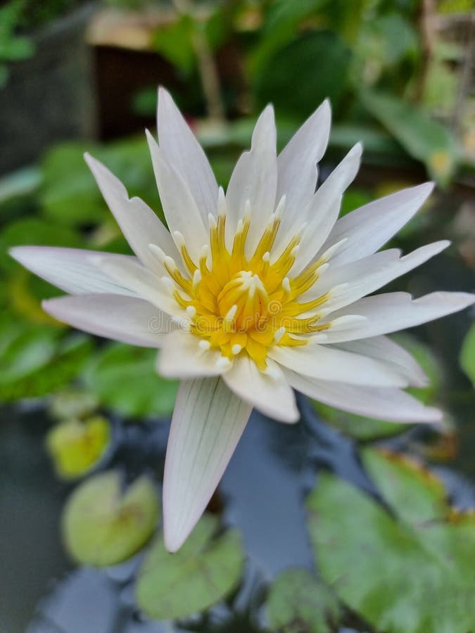 White Lotus Summer Green Fresh Stock Photo - Image of fresh, white ...