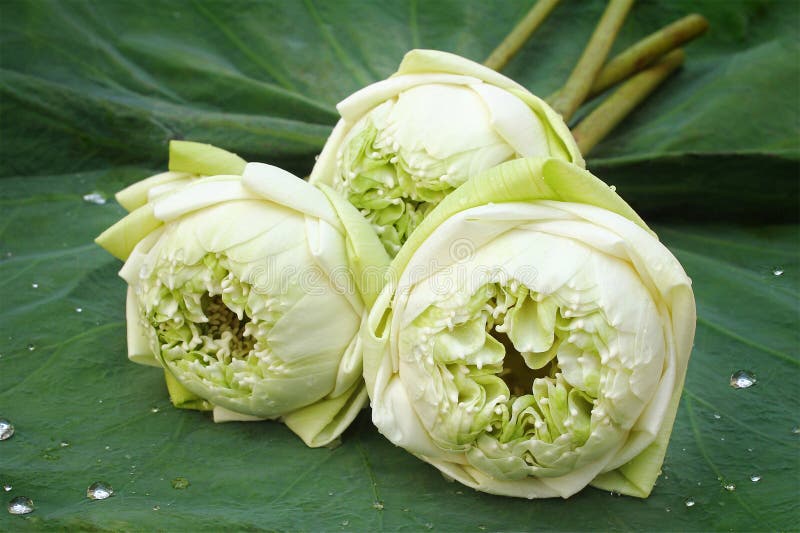 White Lotus Water Drop on the Green Leaves Stock Photo - Image of ...