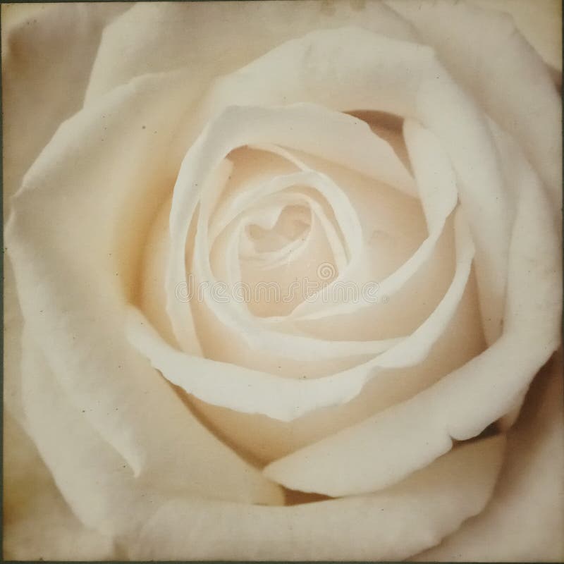 White love Rose stock photo. Image of white, beautiful - 243615526