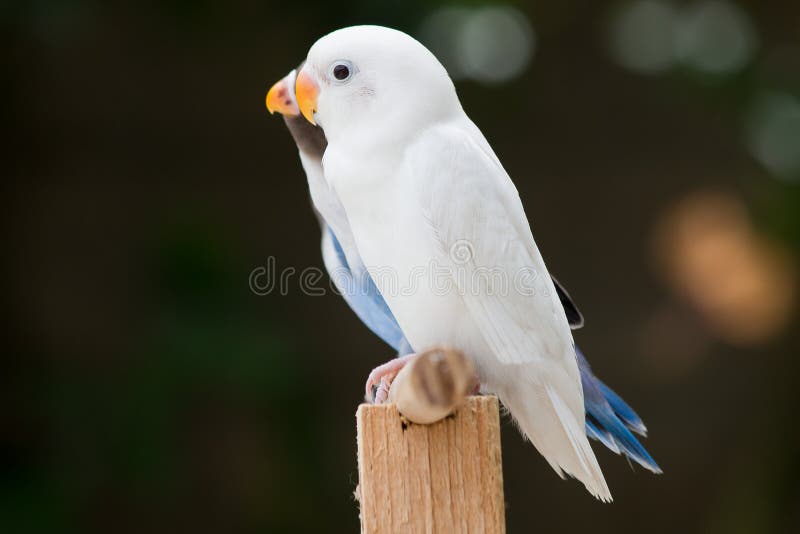 White Lovebird Standing on Ground Stock Photo - Image of view, bird ...