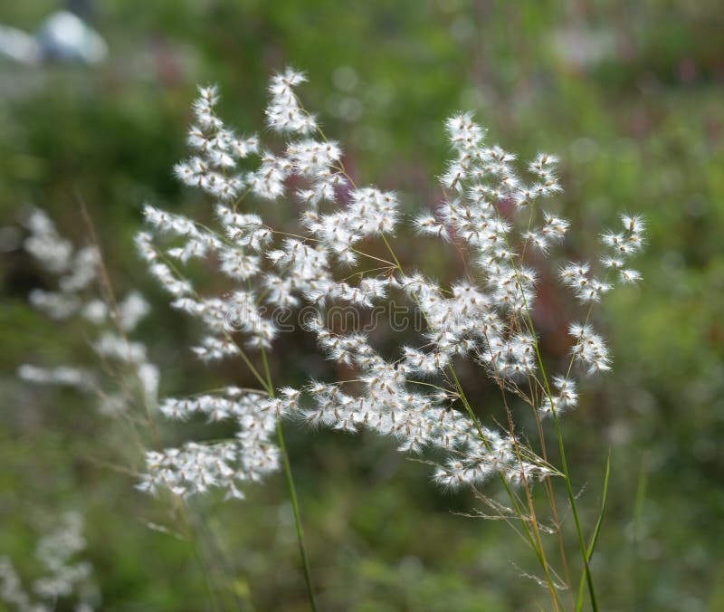 White Lovegrass or Natal Grass Stock Photo - Image of green, closeup ...