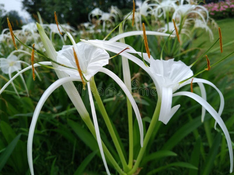 Flowers stock photo. Image of wind, flowers, lovely - 145429774