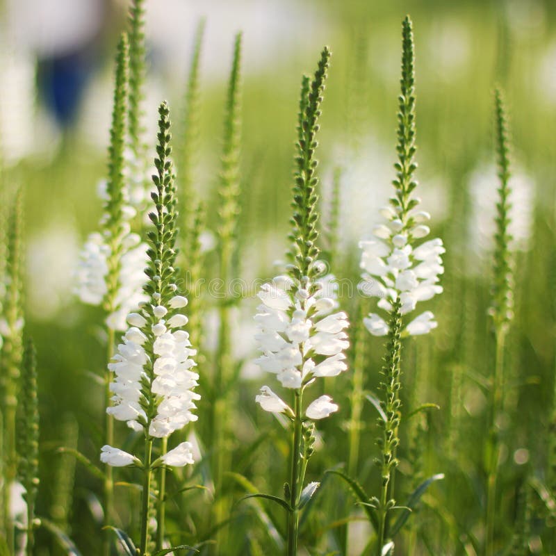 White Lupine Flower (Lupinus Polyphyllus) Stock Photo - Image of lupine ...