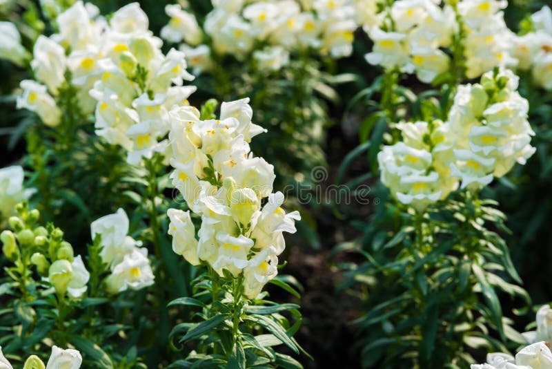 White lupine flower stock image. Image of lupine, shapes - 49310181