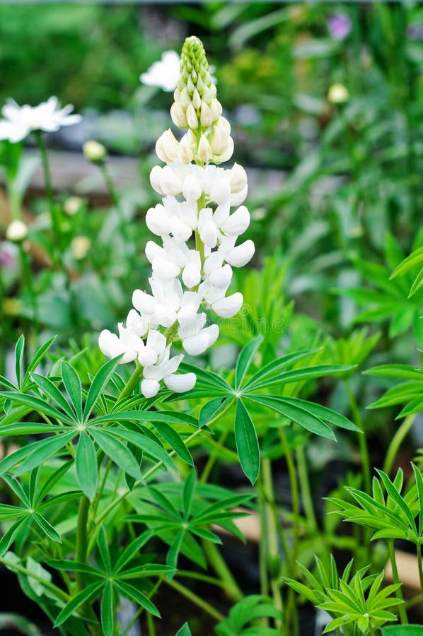 White Lupine Flower (Lupinus Polyphyllus) Stock Photo - Image of lupine ...