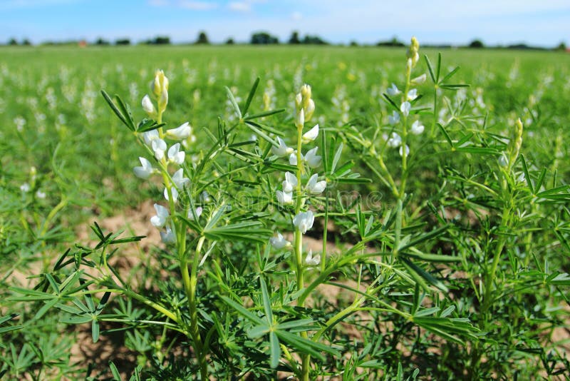 White Lupine Flower (Lupinus Polyphyllus) Stock Photo - Image of lupine ...