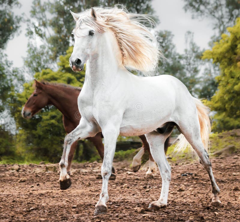 Beautiful Lusitano Horses Galloping Stock Photos - Free & Royalty-Free ...