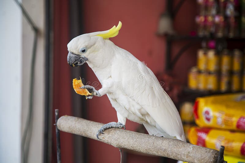 White macaw in flight stock photo. Image of white, wing - 22969816