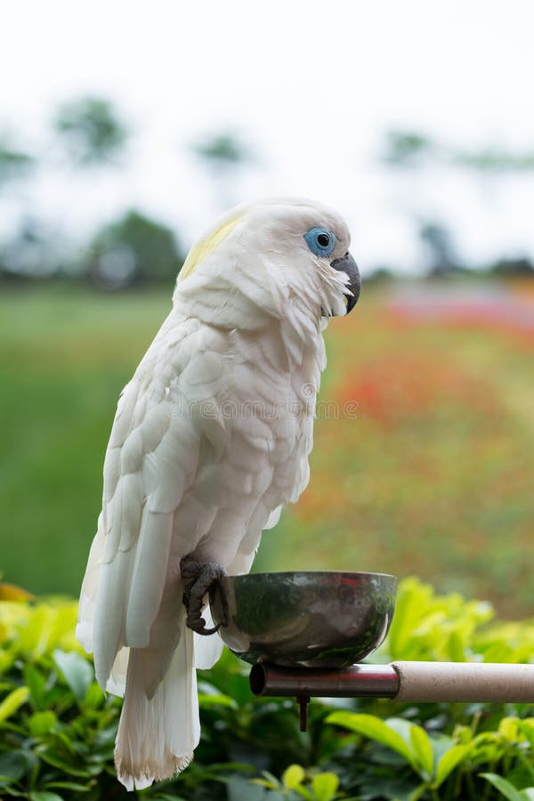 White Macaw Parrot stock image. Image of herbs, feathered - 71767783