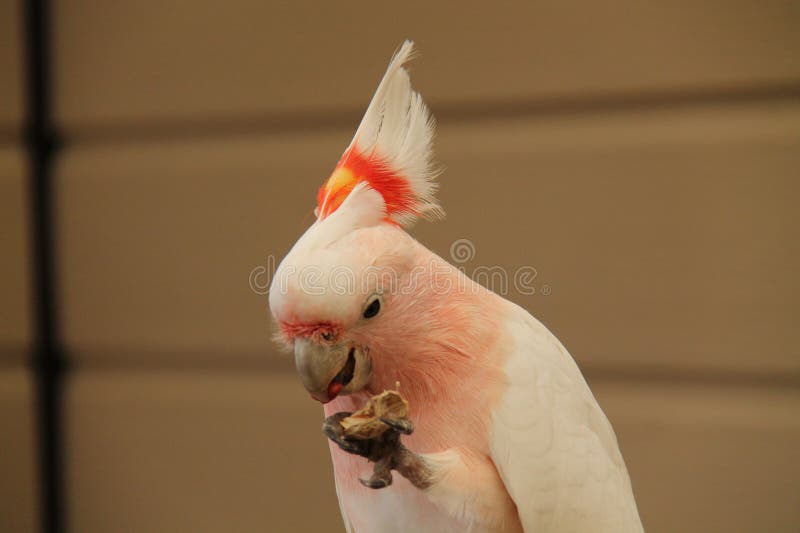 White Macaw Parrot. stock photo. Image of fowl, rainforest - 342806204
