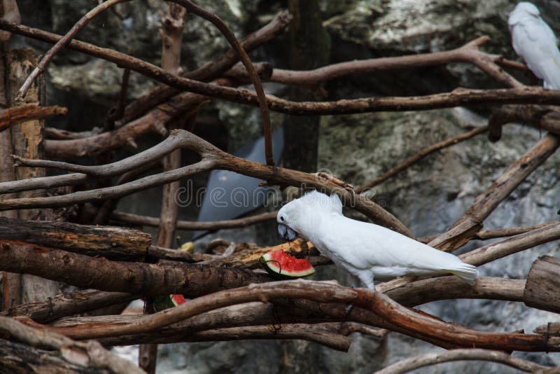 White macaw parrot stock image. Image of life, vivid - 32523251