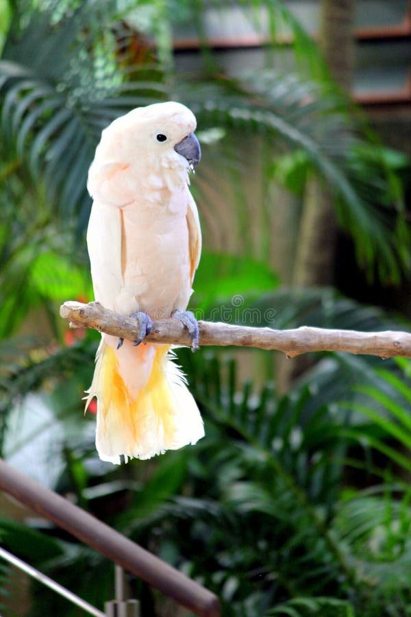 White macaw in flight stock photo. Image of white, wing - 22969816