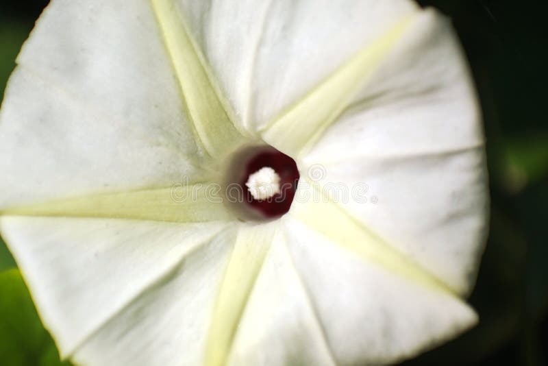 White macro white flower stock photo. Image of design - 140761146