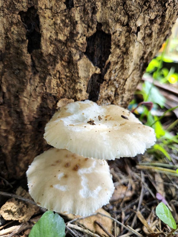 White Maculata Mushrooms in the Garden . Top. Stock Image - Image of ...