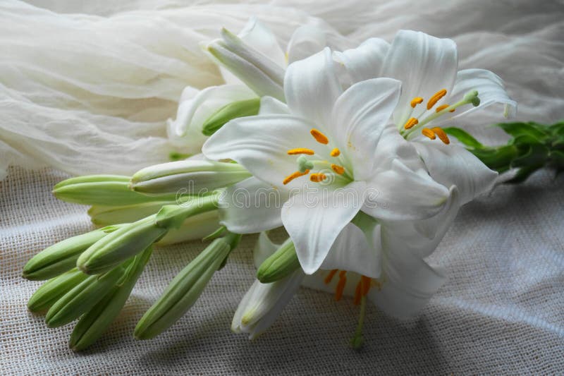 White Madonna lily flower, stock photo. Image of blossom - 94570076